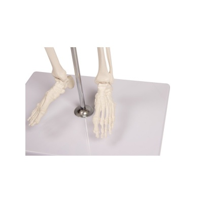 Mini Skeleton Models | Health and Care